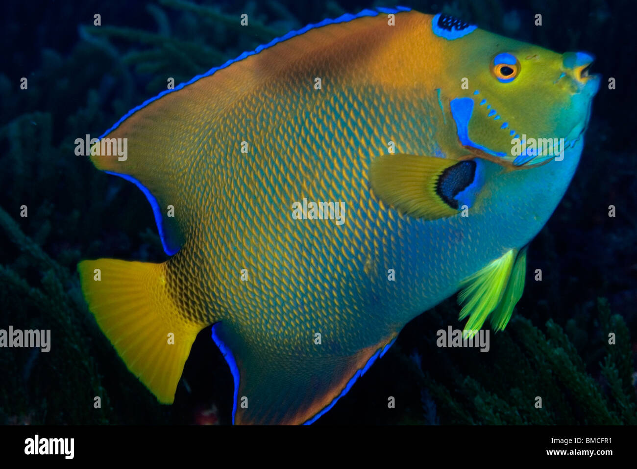 Queen angelfish, Holacanthus ciliaris, St. Peter and St. Paul's rocks ...