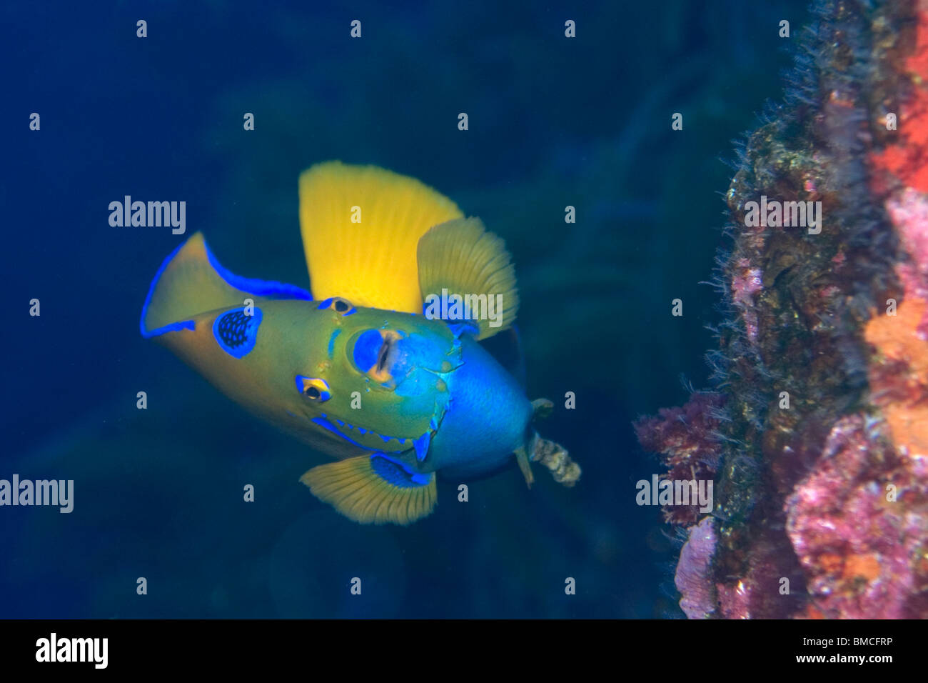 Queen angelfish, Holacanthus ciliaris, facing forward, St. Peter and St ...