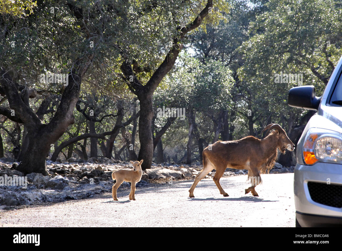 African Safari at Wildlife Ranch, Texas Hill Country, USA Stock Photo ...
