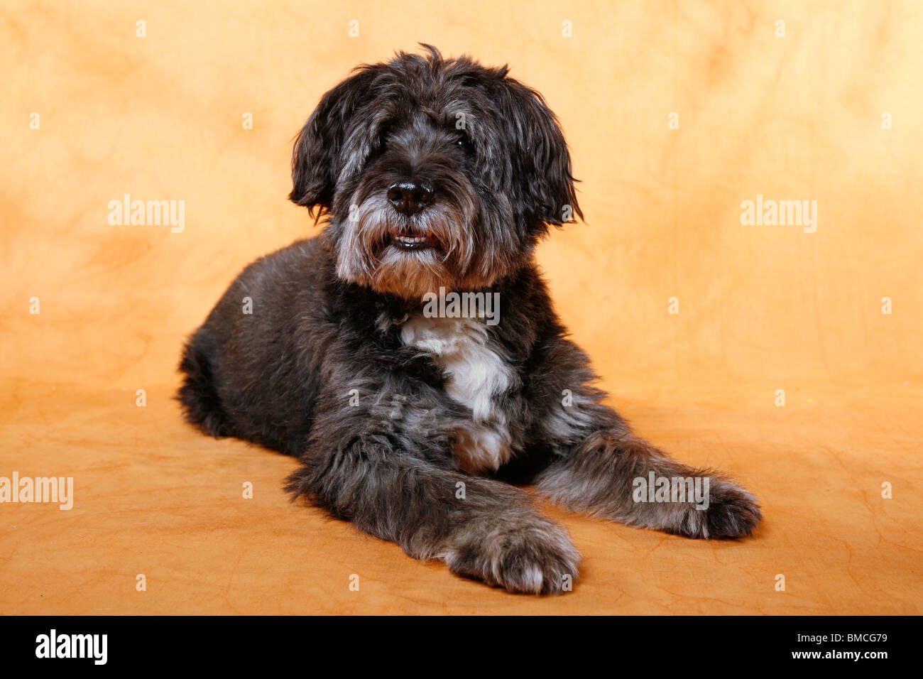 Mischling / dog Stock Photo - Alamy