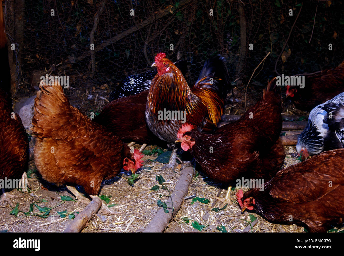 Poultry farm united states hi-res stock photography and images - Alamy