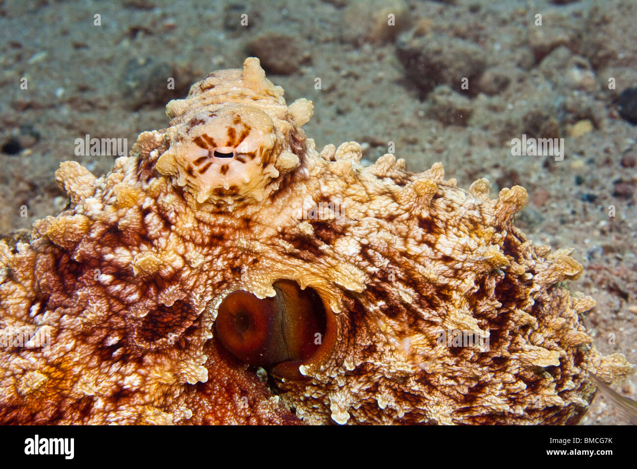 Common Octopus (Octopus vulgaris Stock Photo - Alamy
