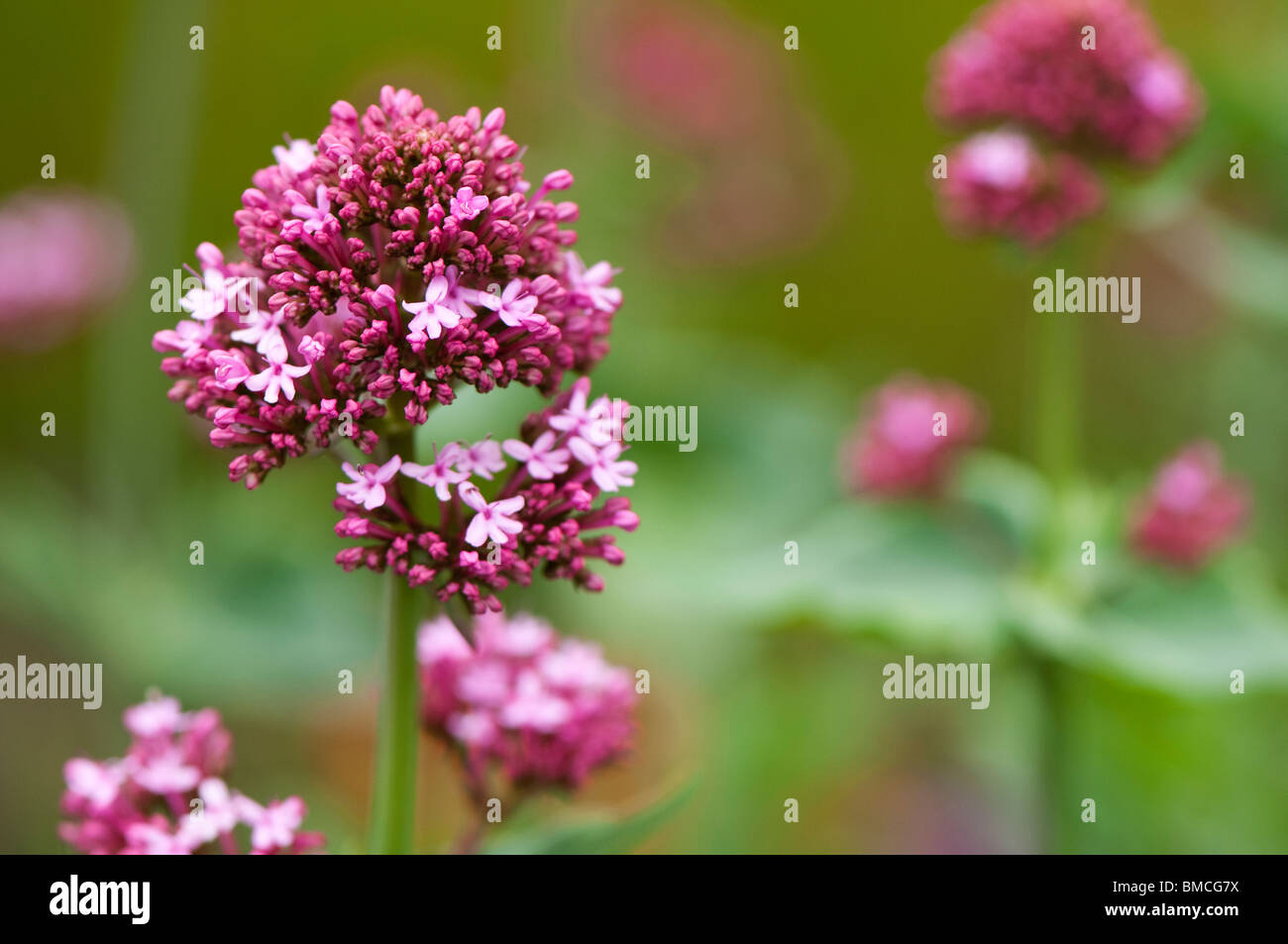Red Valerian, Centranthus ruber, starting to flower in late spring ...