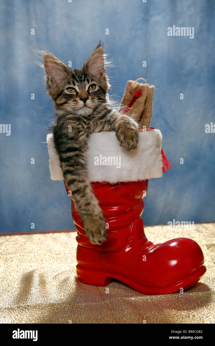 Kätzchen im Stiefel / Kitten in boot Stock Photo - Alamy