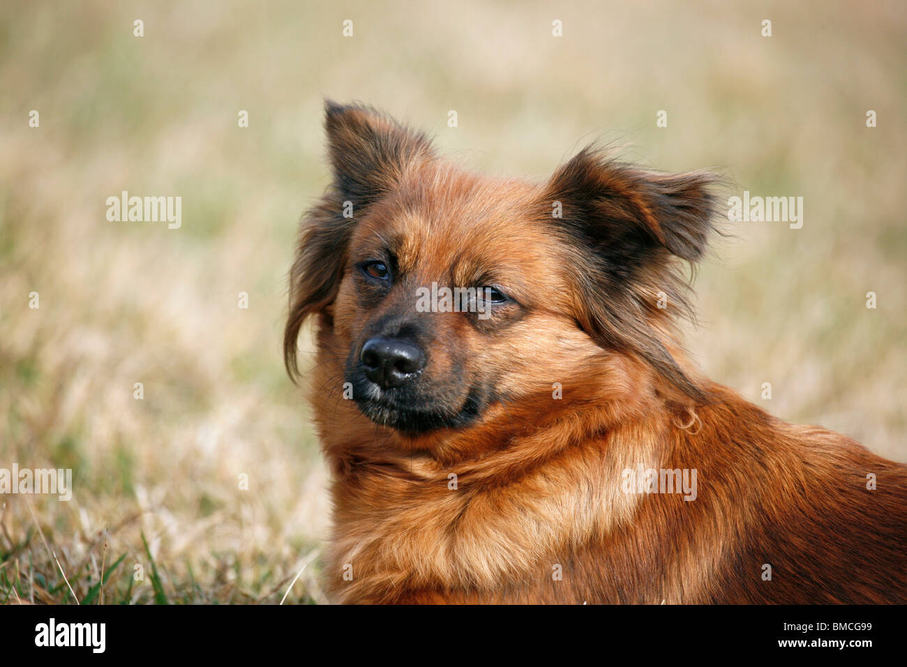 Mischling / dog Stock Photo - Alamy
