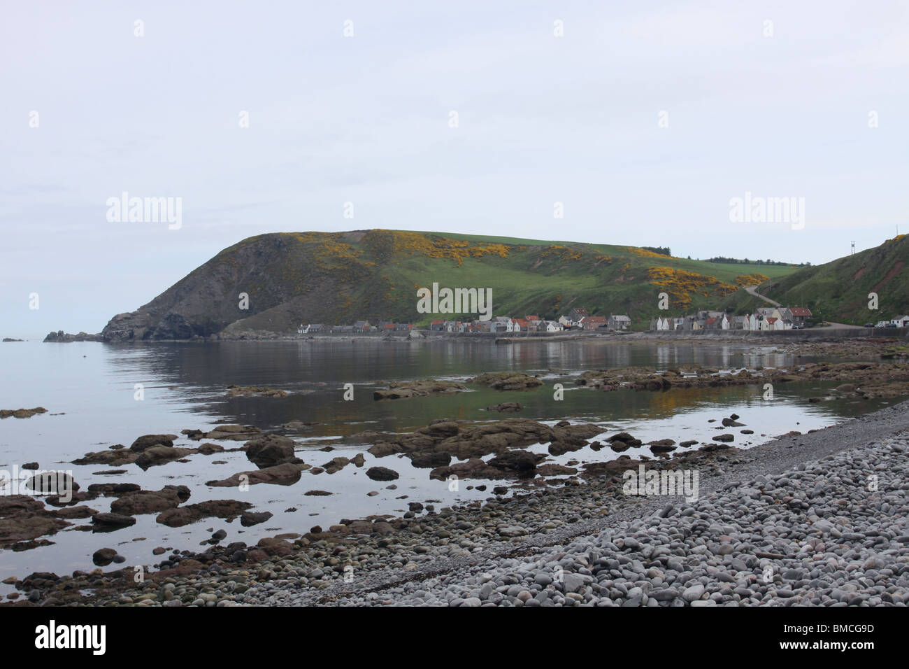 Crovie head hi-res stock photography and images - Alamy