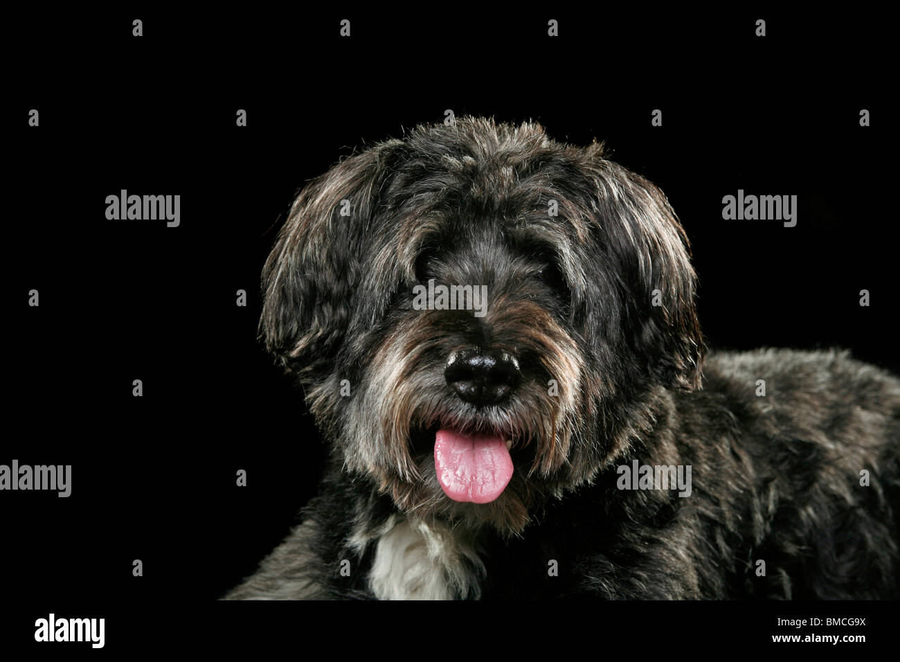 Mischling / dog Stock Photo - Alamy