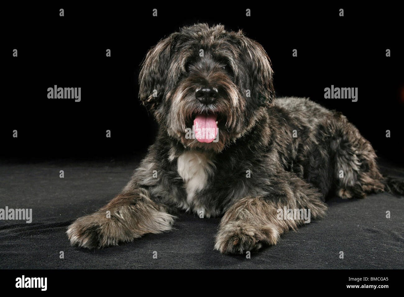 Mischling / dog Stock Photo - Alamy
