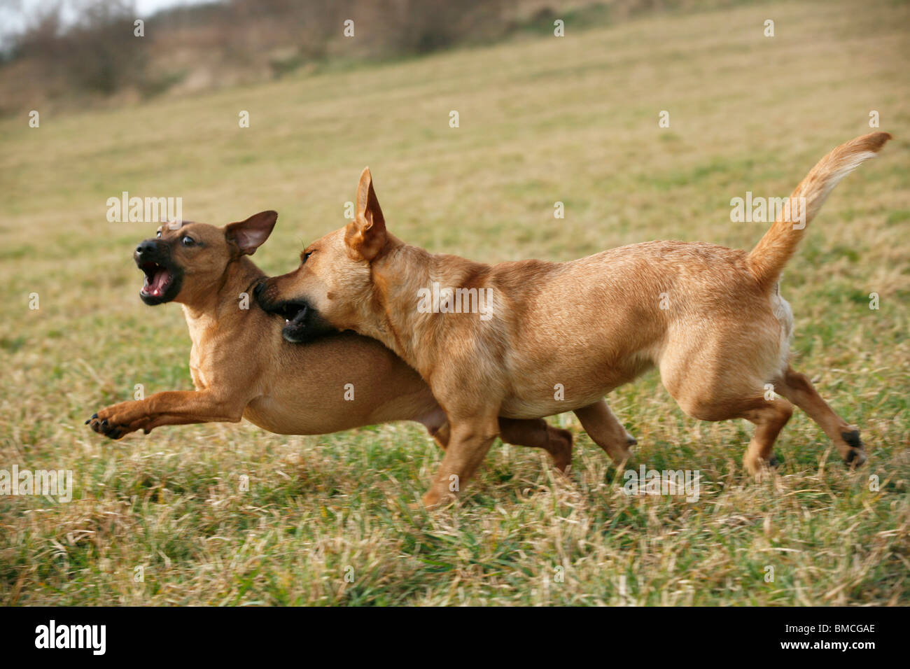 spielende Hunde / playing dogs Stock Photo - Alamy