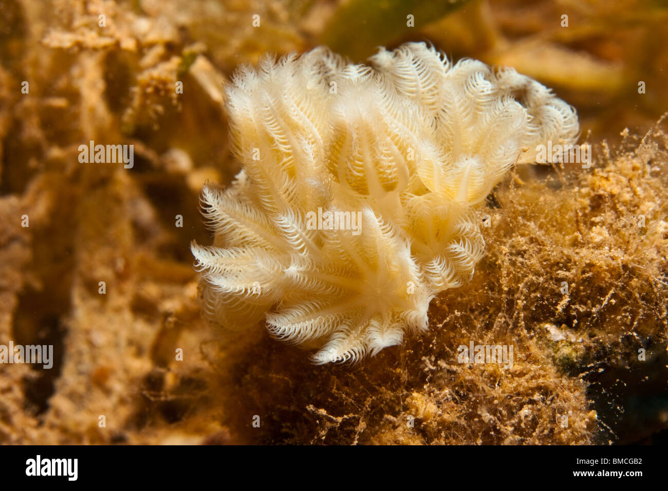 Anthelia sp xeniidae hi-res stock photography and images - Alamy