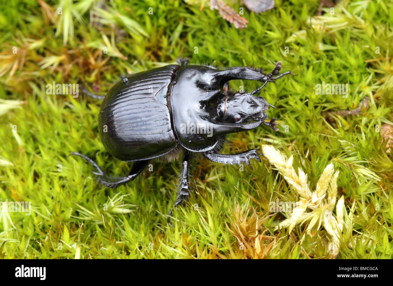 Minotaur Beetle (Typhaeus typhoeus) - high perspective Stock Photo - Alamy