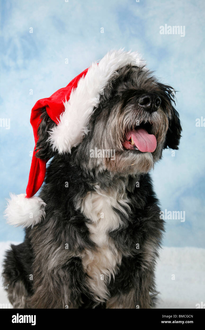 Mischling / dog Stock Photo - Alamy