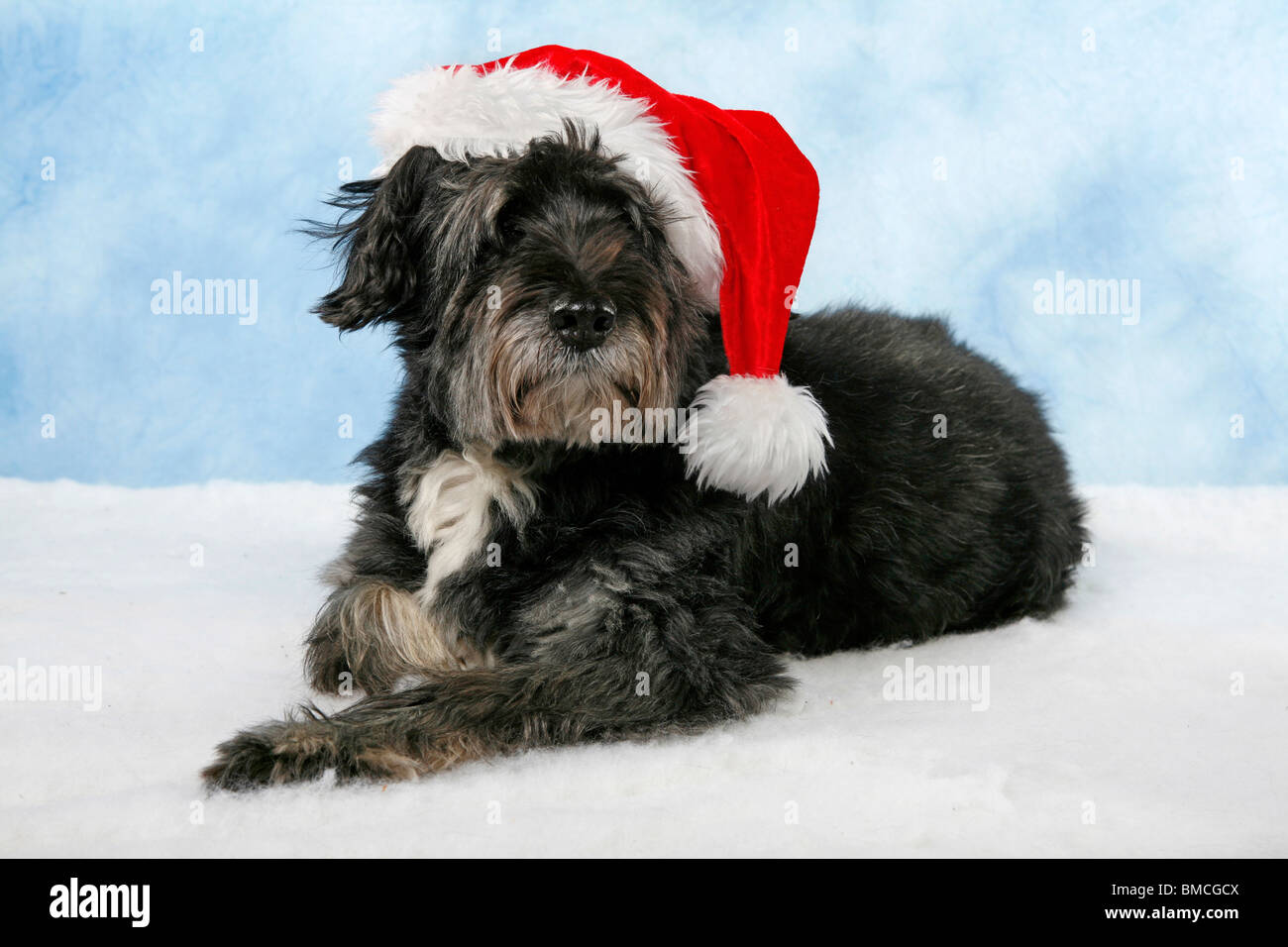 Mischling / dog Stock Photo - Alamy