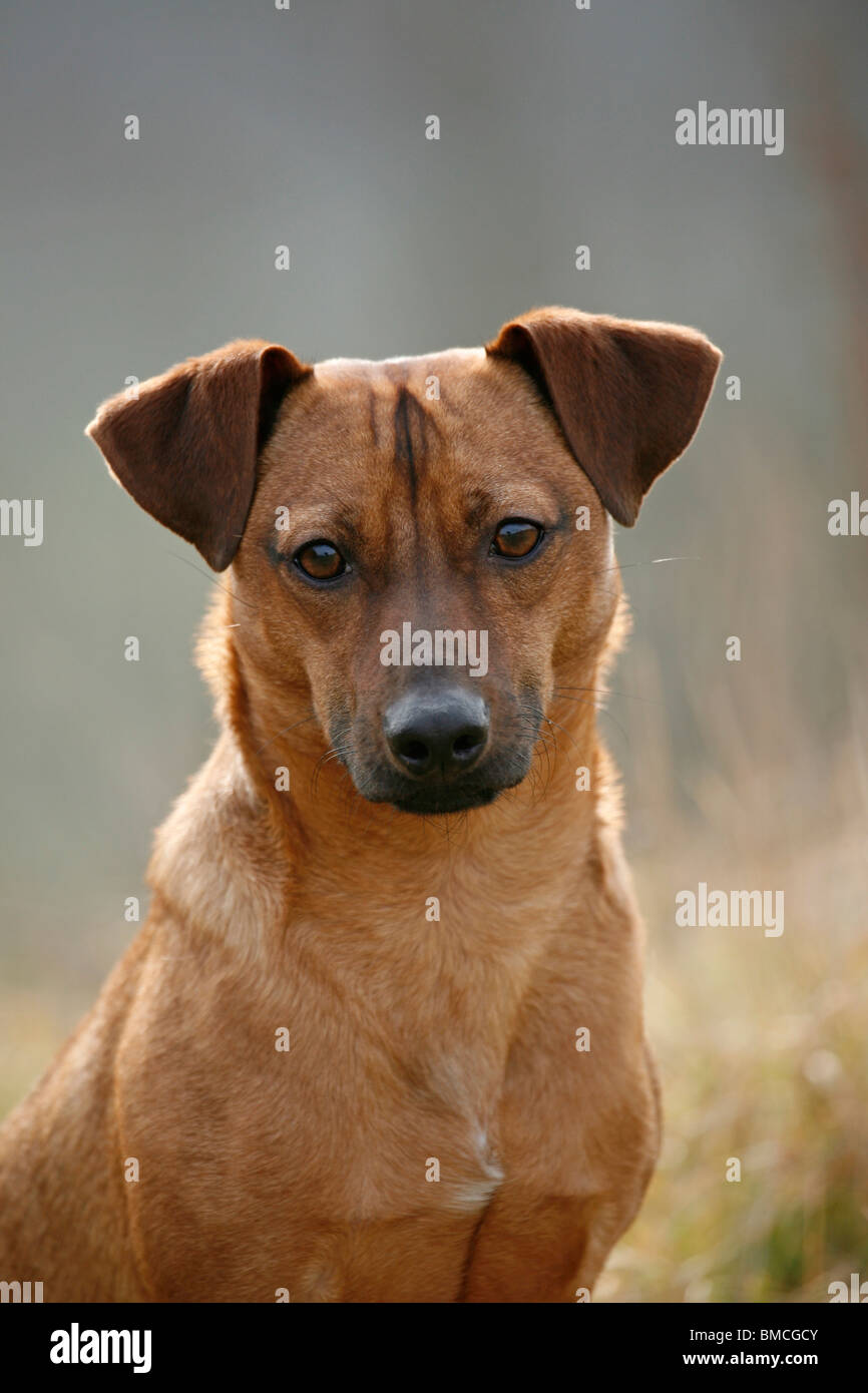 Mischling / dog Stock Photo - Alamy