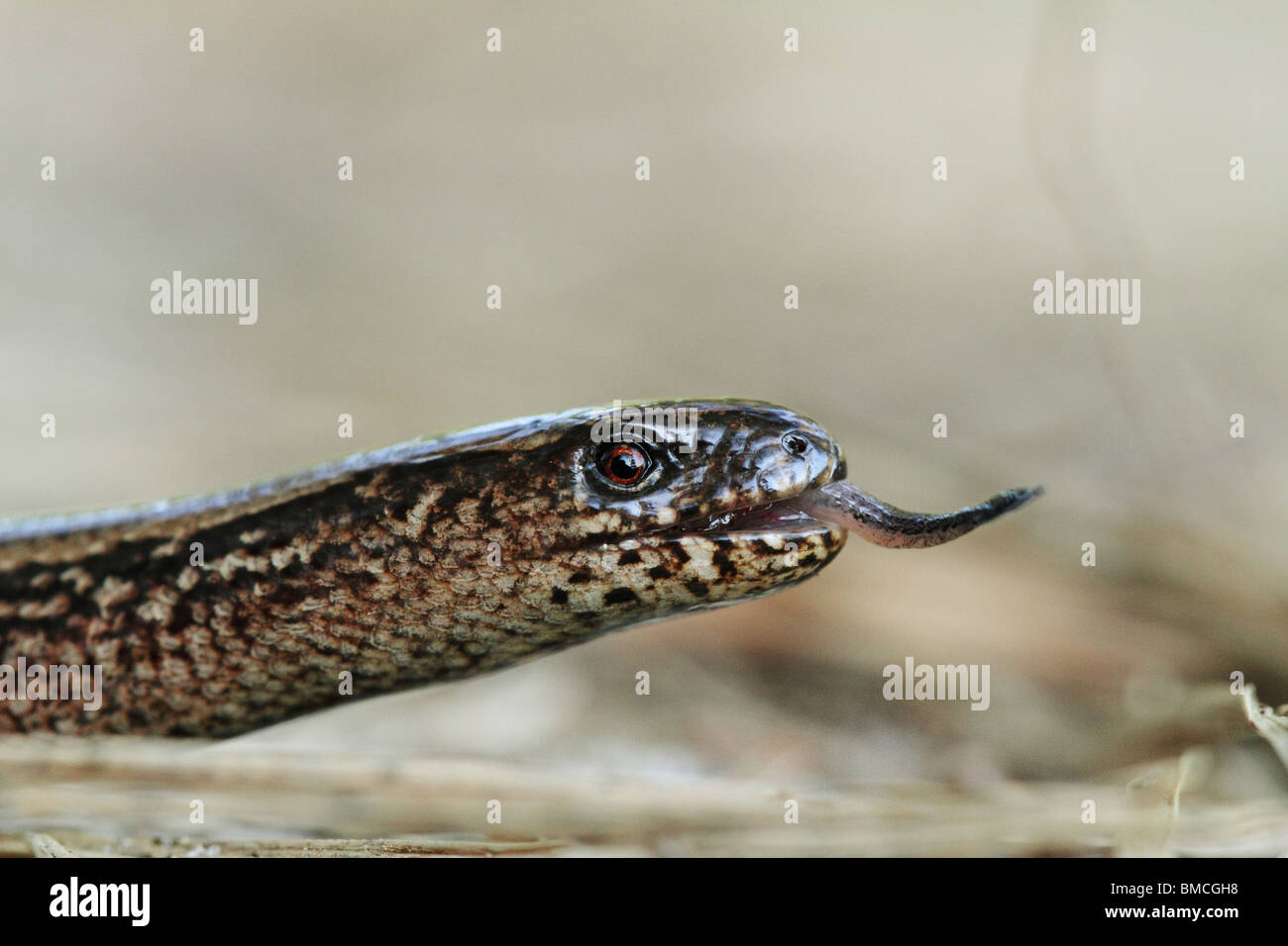 Slow Worm Or Blind Worm High Resolution Stock Photography and Images ...