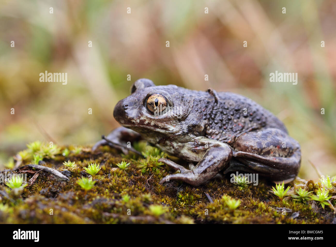 Common Spade-foot Toad (Pelobates fuscus) - a primarily nocturnal ...