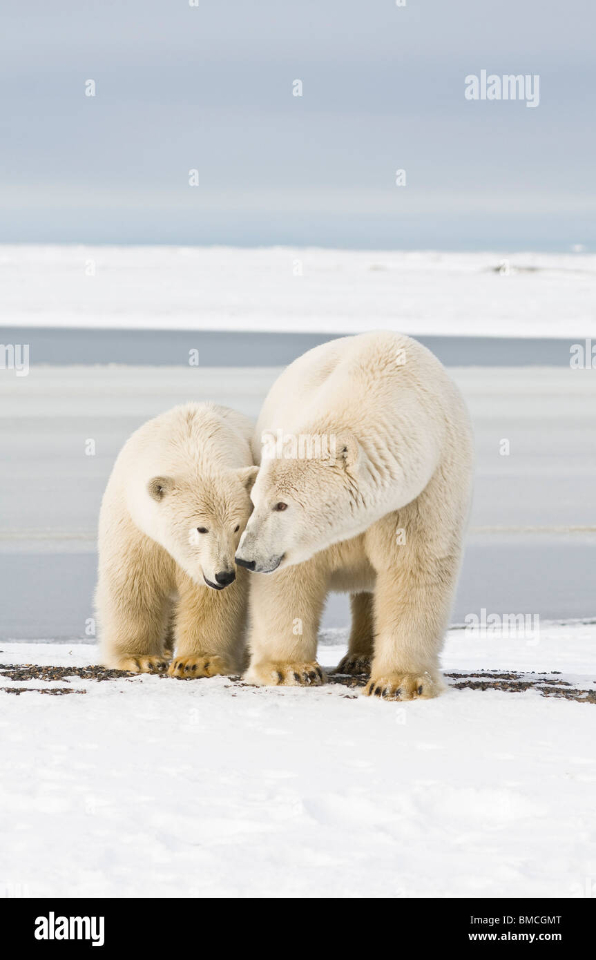 Polar bears Ursus maritimus cub with reflection on a barrier island ...