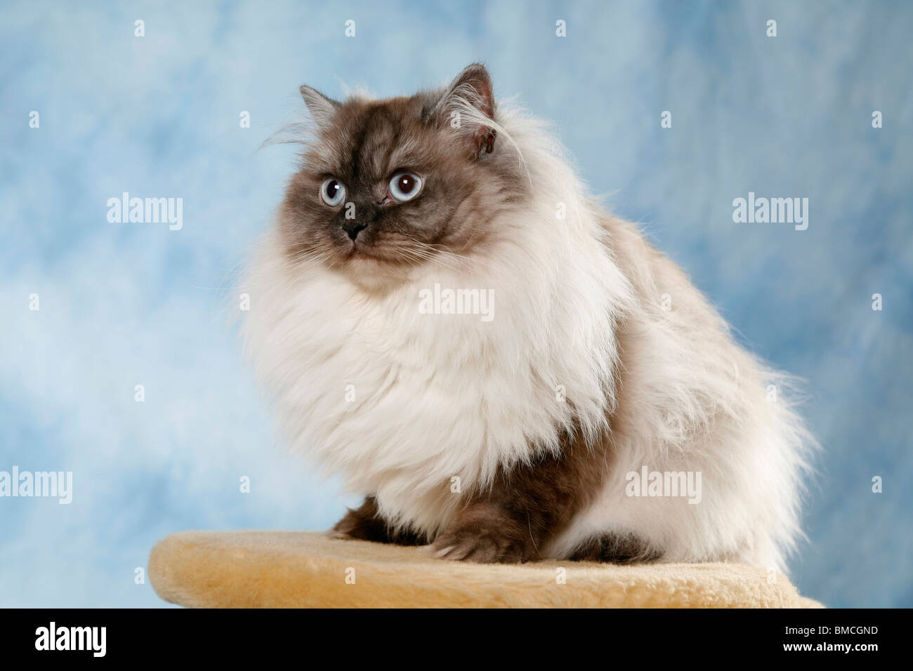 Britisch langhaar highlander hi-res stock photography and images - Alamy