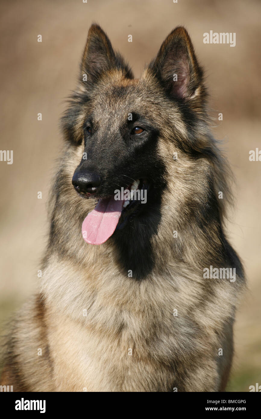 Tervueren Portrait / Tervuren Portrait Stock Photo - Alamy