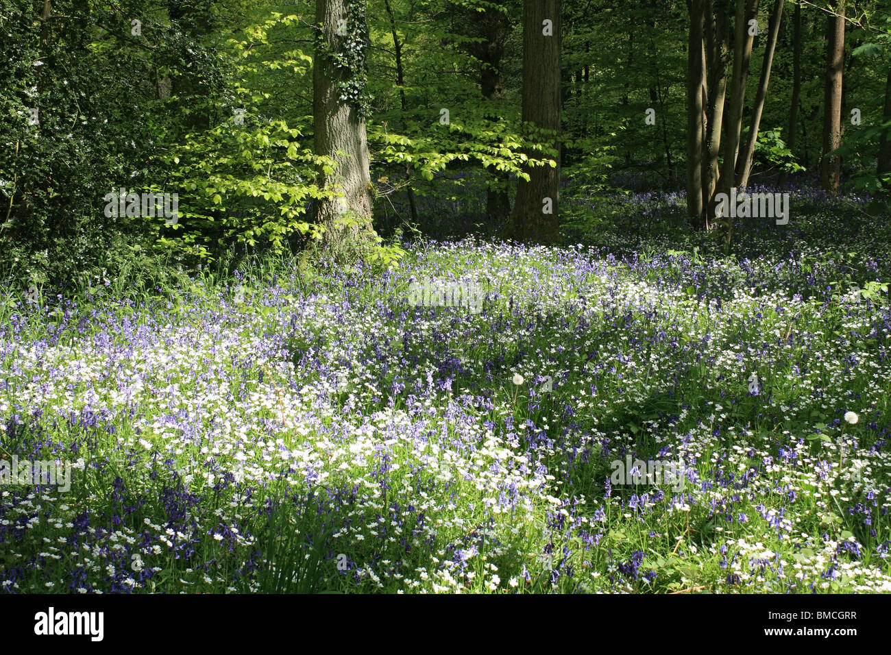 Spring flowers Surrey, England, UK Stock Photo - Alamy
