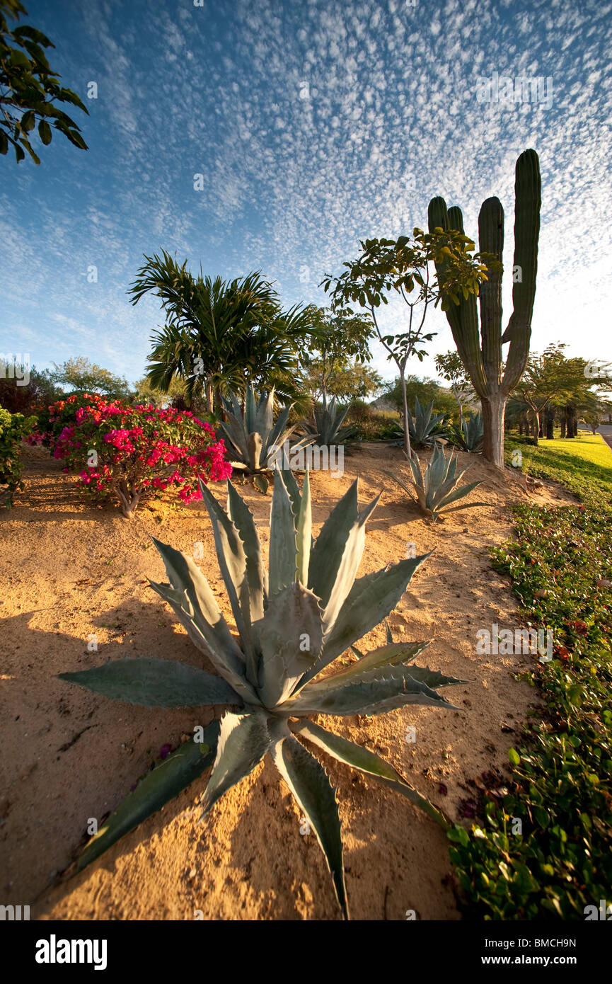 Mexican Desert Plants