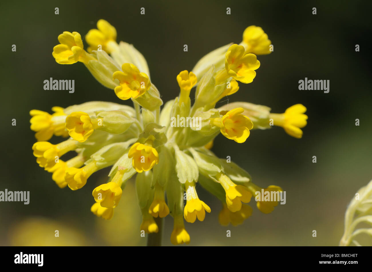 Cowslip flowers hi-res stock photography and images - Alamy