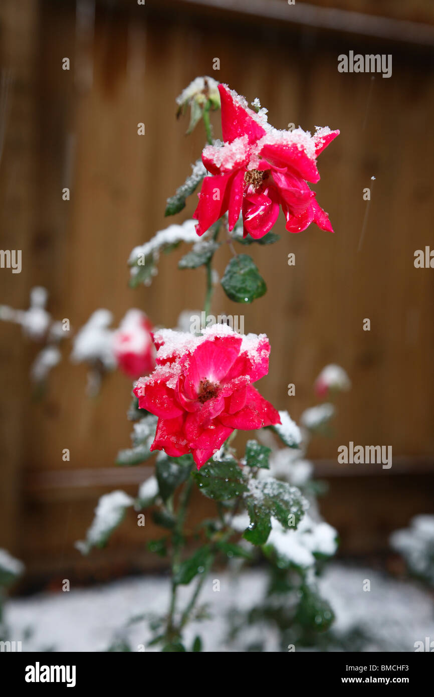 Frozen rose bush covered hi-res stock photography and images - Alamy