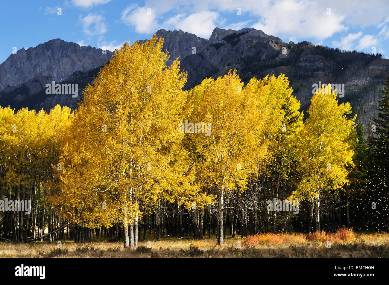 Aspen Trees in Autumn, Banff National Park, Alberta, Canada Stock Photo ...