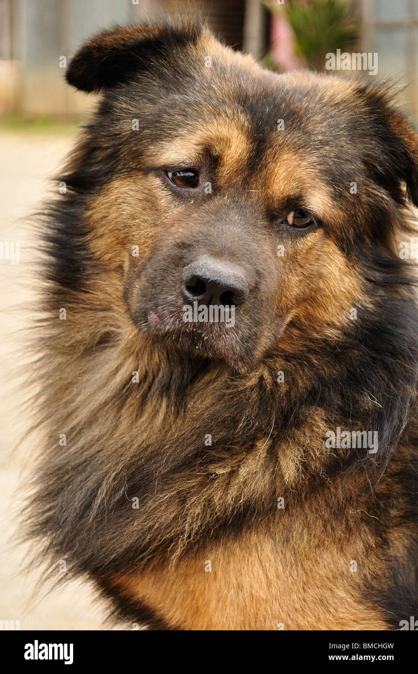 Portrait of Dog, Luang Prabang, Laos Stock Photo - Alamy