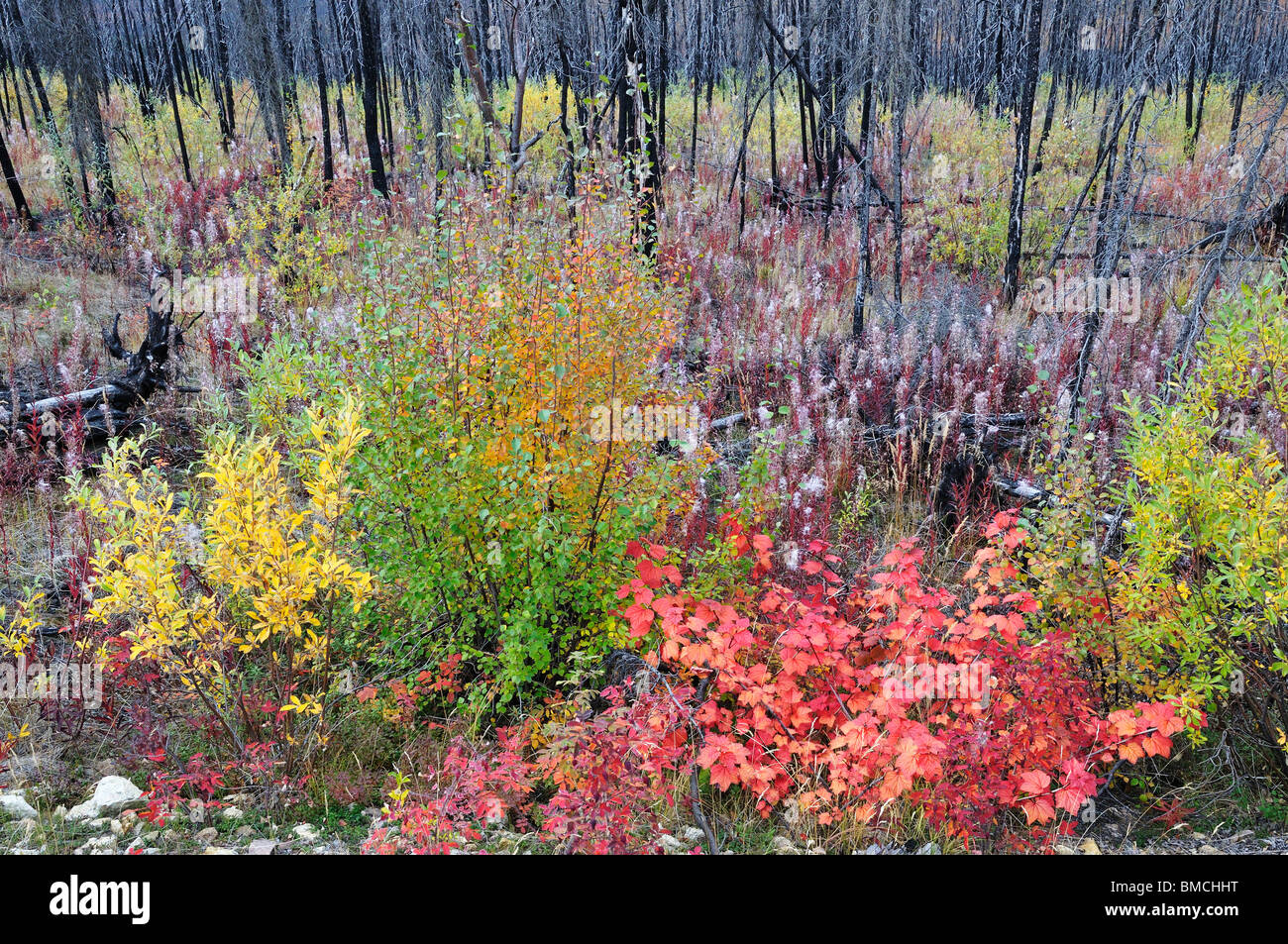 Burnt Trees and Shrubs, Fortymile River Region, Alaska, USA Stock Photo ...