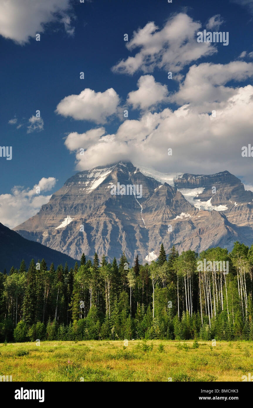 Tree canada organization hi-res stock photography and images - Alamy