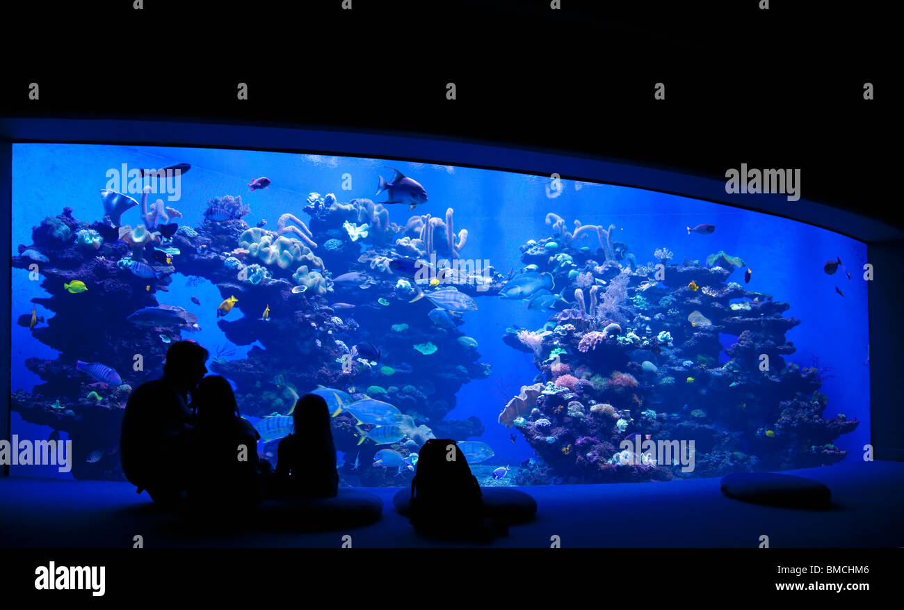 Palma Aquarium interior with diver feeding fish and sharks Playa de ...