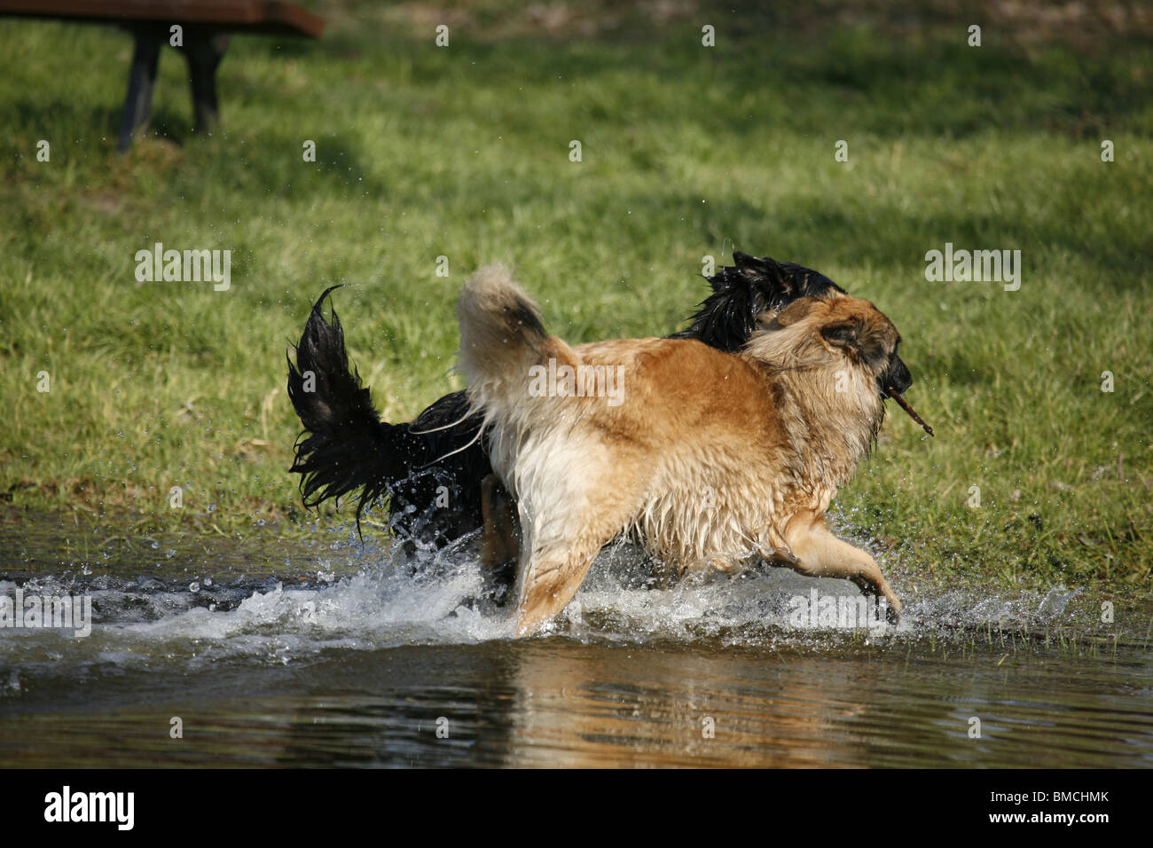 spielende Hunde / playing dogs Stock Photo - Alamy