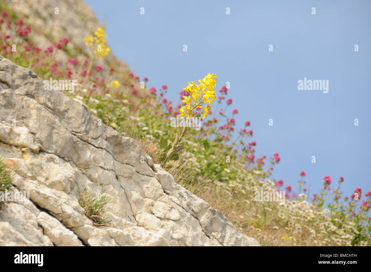 Cliff flowers hi-res stock photography and images - Alamy