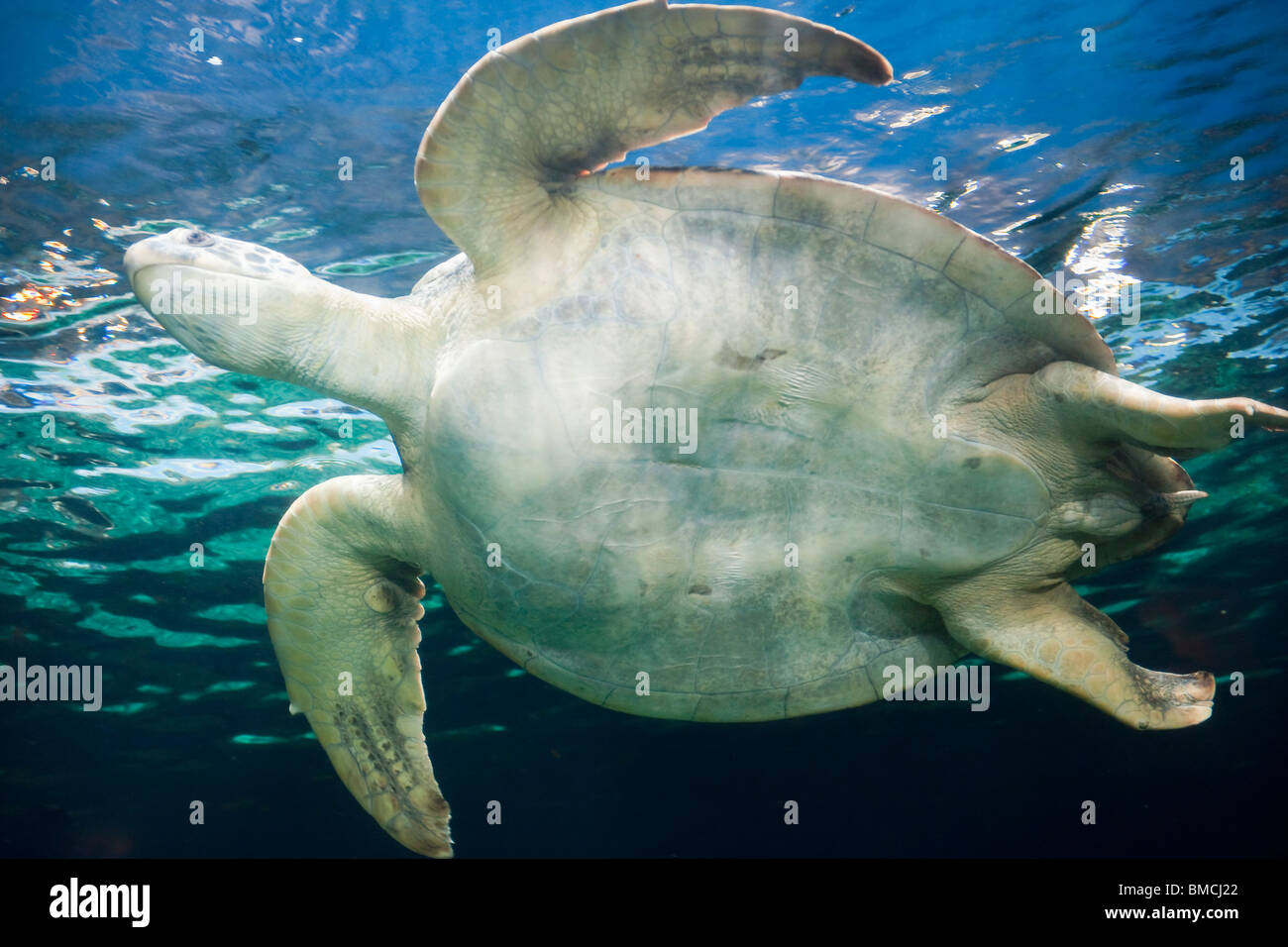 Turtle swimming to camera hi-res stock photography and images - Alamy