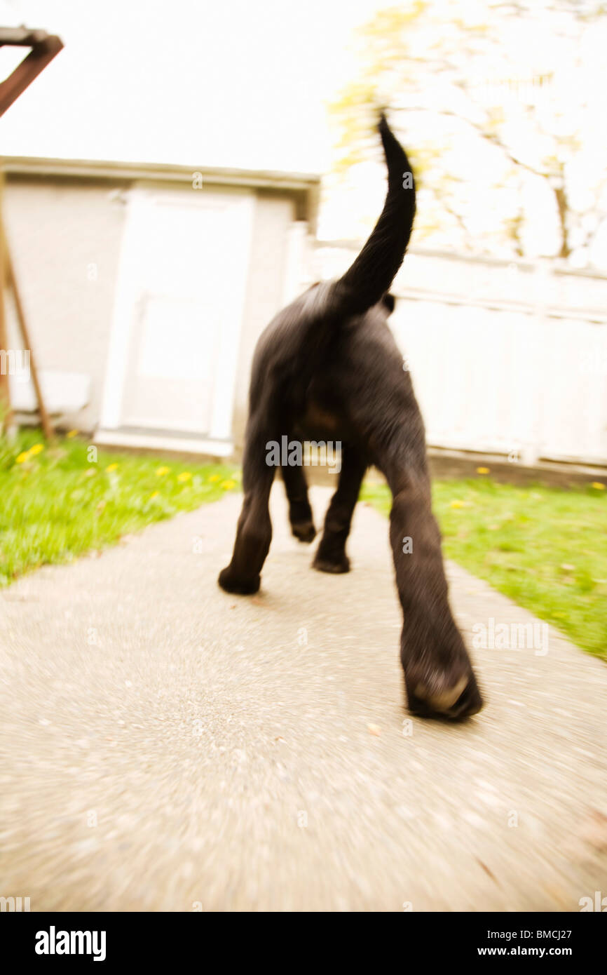 Rear view cute labrador retriever hi-res stock photography and images ...