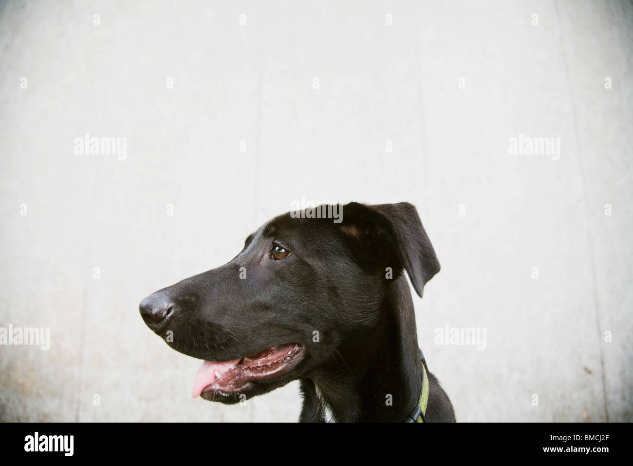 Labrador Side View High Resolution Stock Photography and Images - Alamy