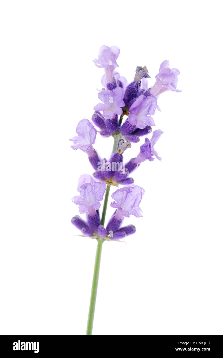 Beautiful view lavender purple Cut Out Stock Images & Pictures - Alamy