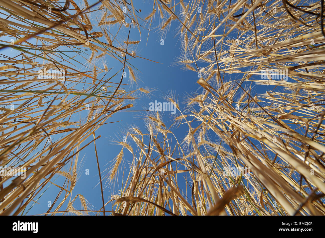 Field of Barley, Franconia, Bavaria, Germany Stock Photo - Alamy