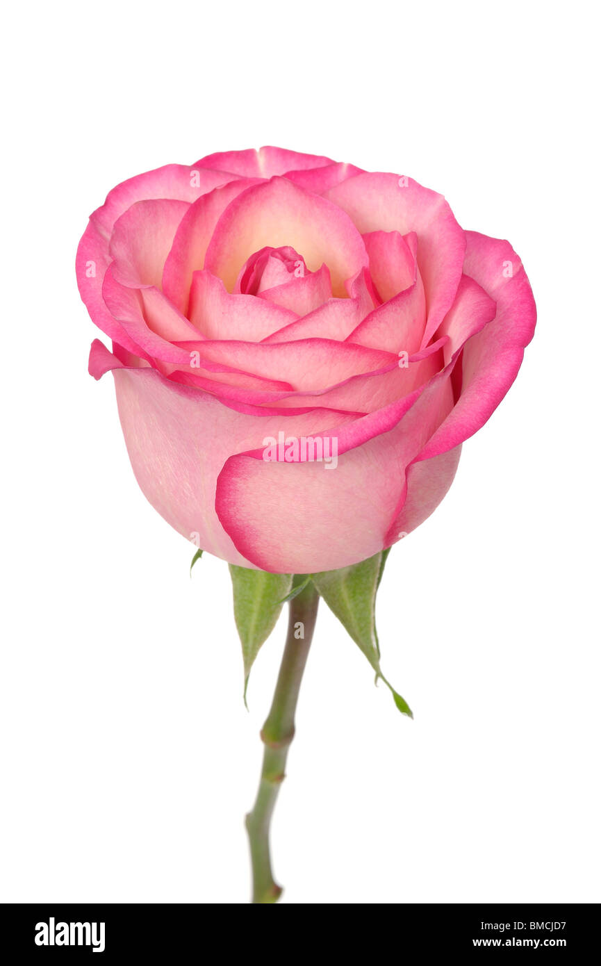 Flower detail rose Cut Out Stock Images & Pictures - Alamy