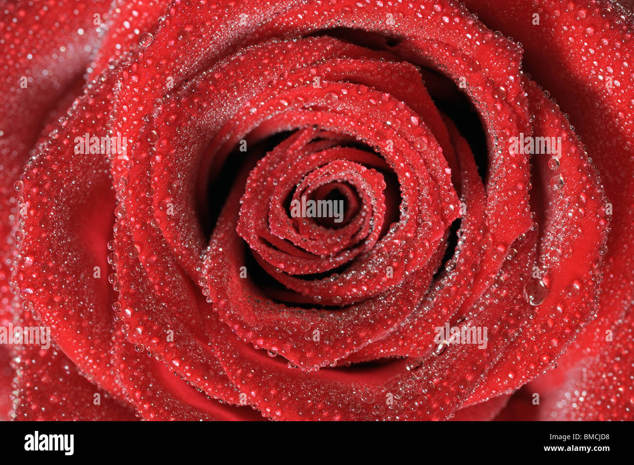 Close-up of Red Rose Stock Photo - Alamy