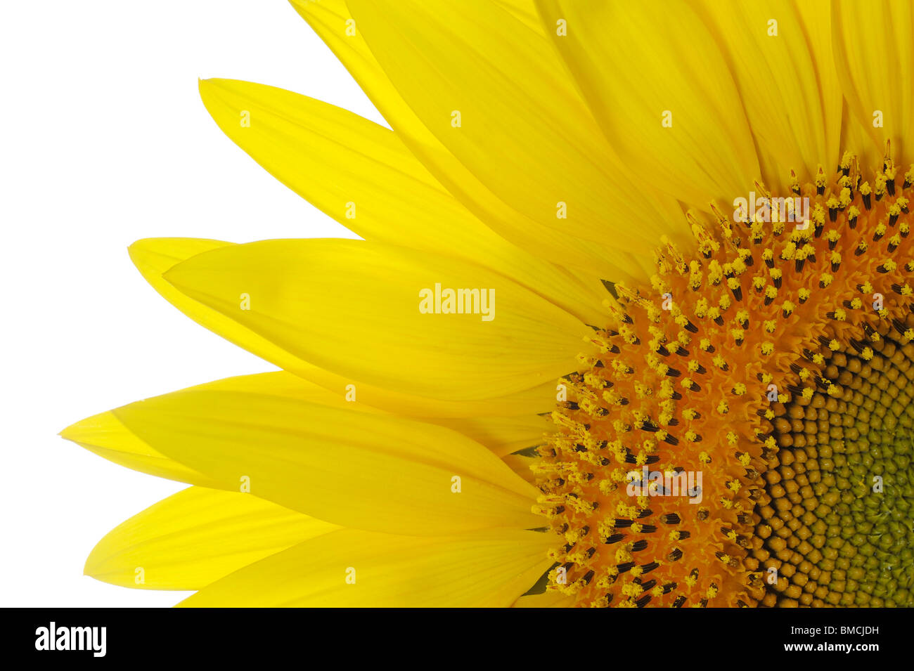 Detail of sunflower hi-res stock photography and images - Alamy
