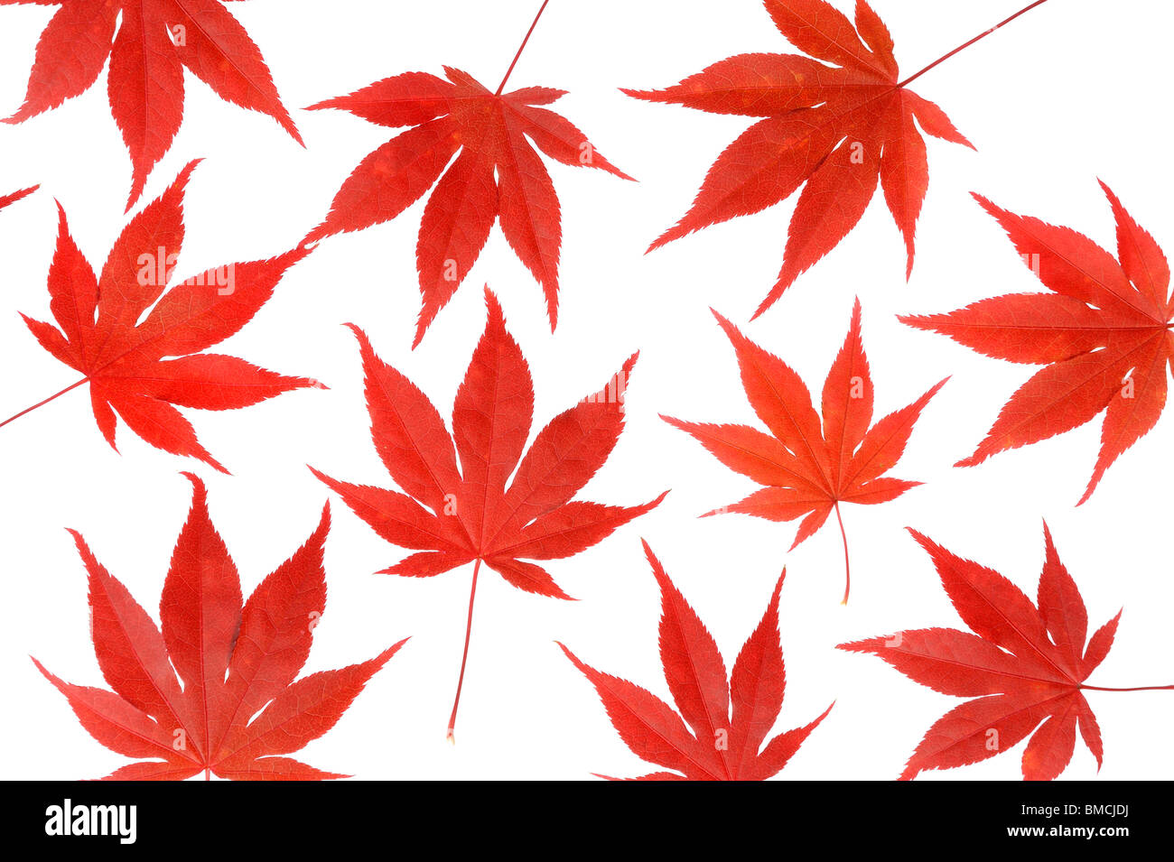 Smooth japanese maples hi-res stock photography and images - Alamy