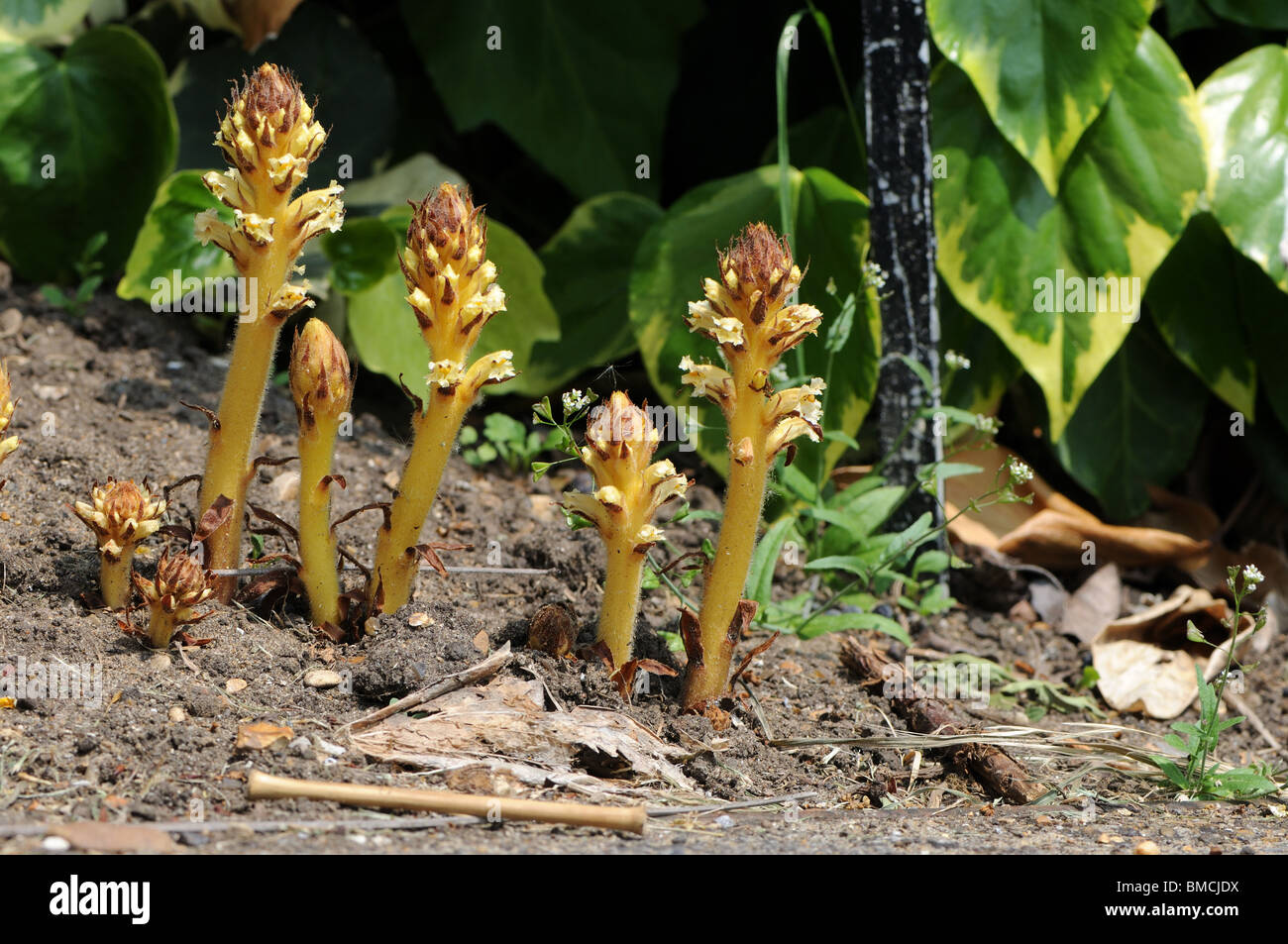 Orobanche hi-res stock photography and images - Alamy