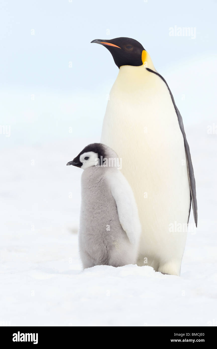 Emperor Penguin Full Body High Resolution Stock Photography and Images ...