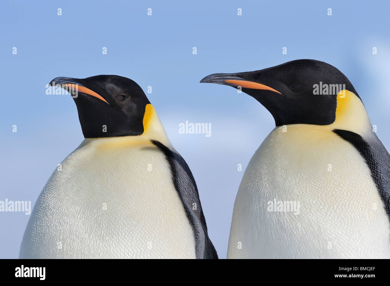 Penguins face hi-res stock photography and images - Alamy