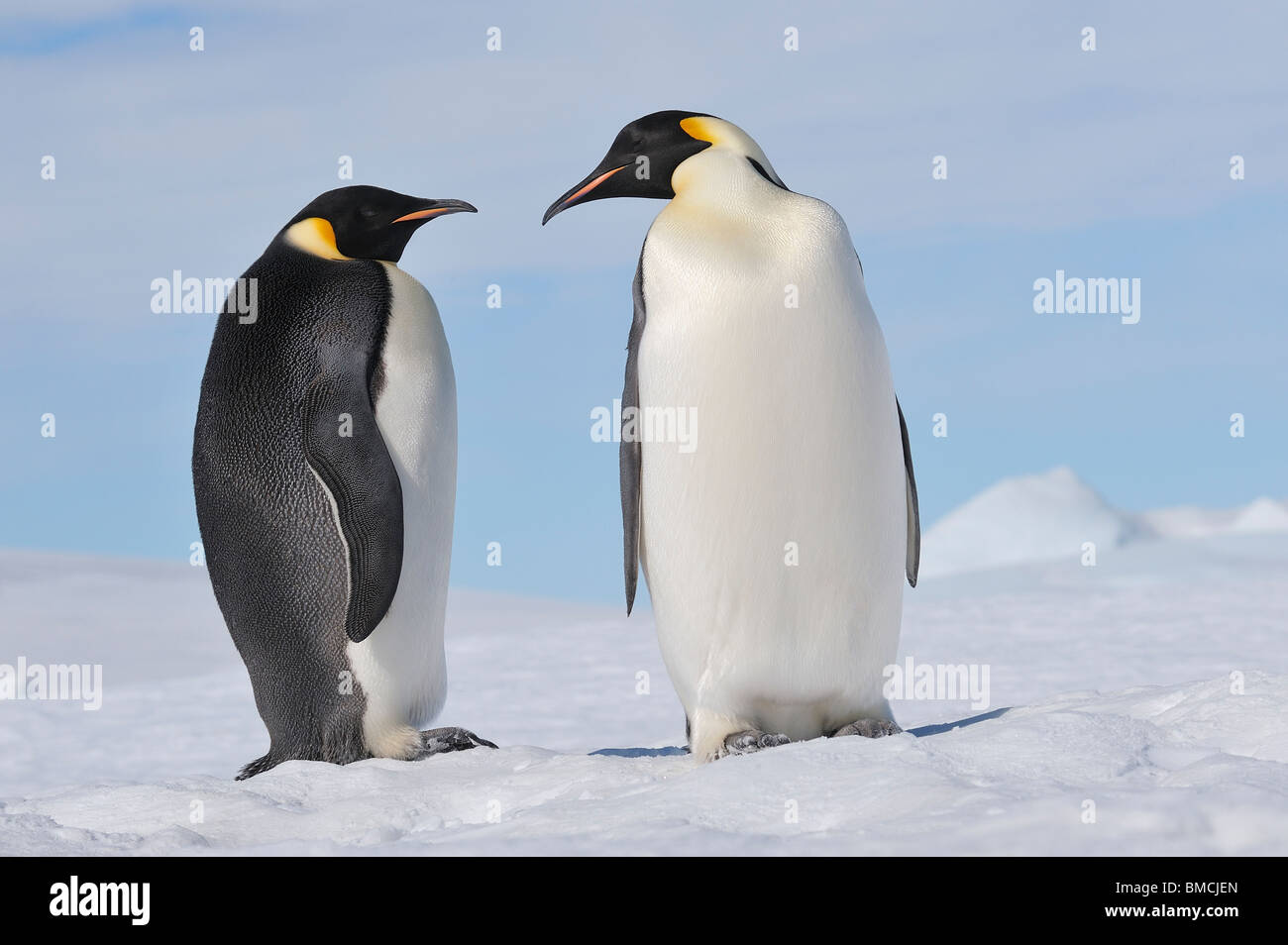 Penguin full body shot hi-res stock photography and images - Alamy