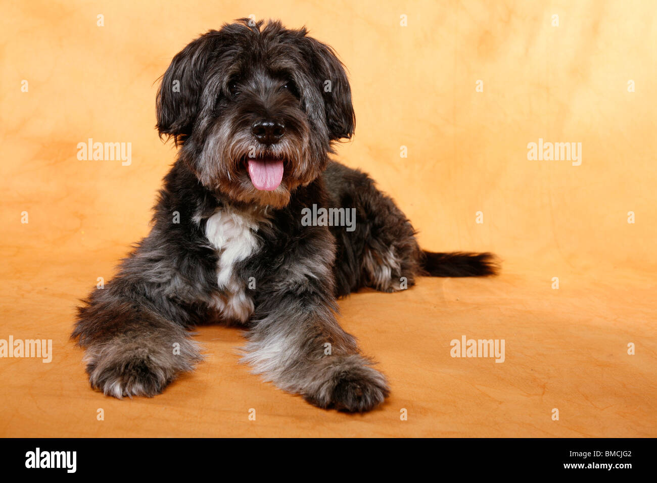 Mischling / dog Stock Photo - Alamy