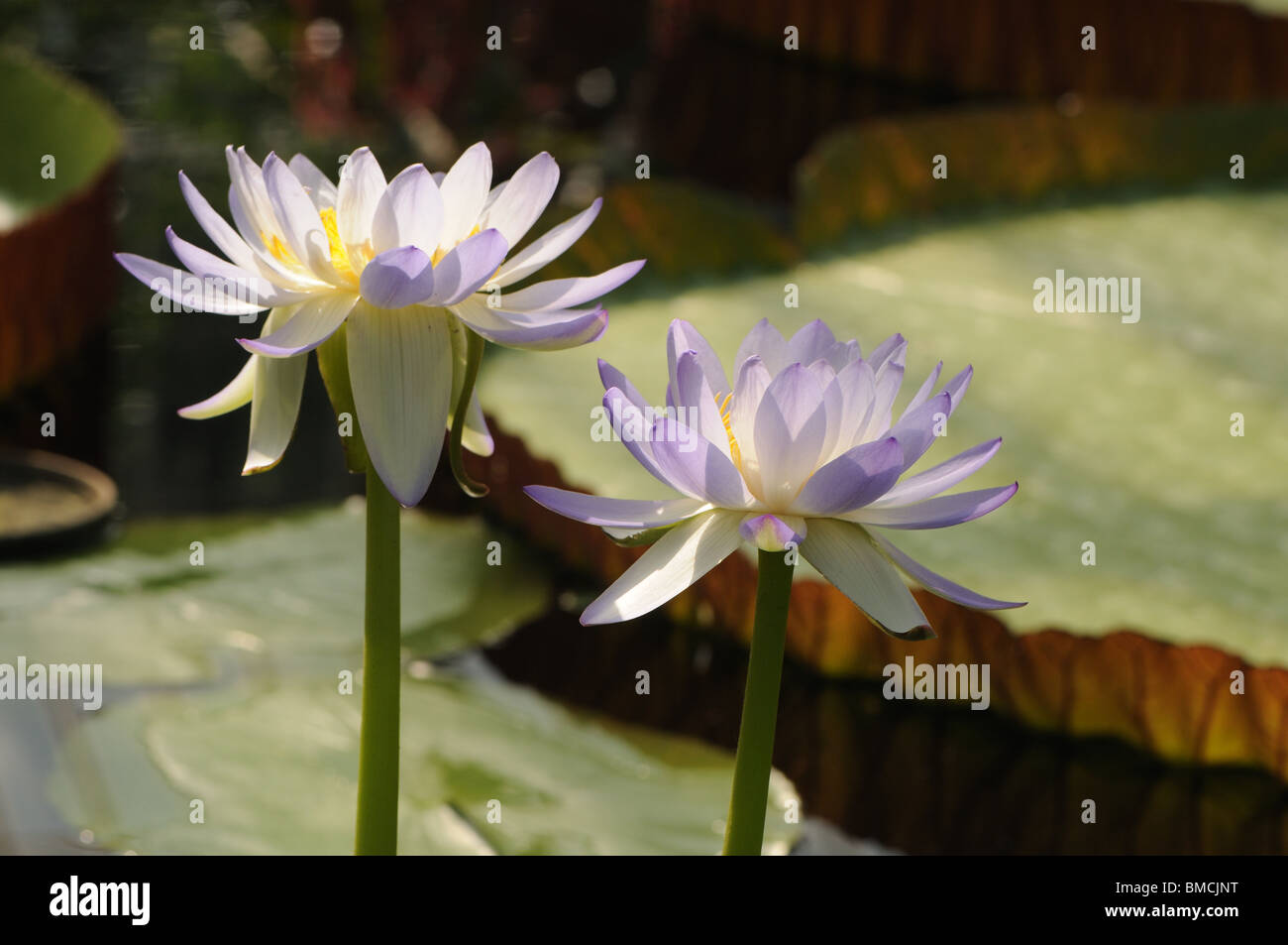 Waterlily (Nymphaea violacea Manton Lake Stock Photo - Alamy