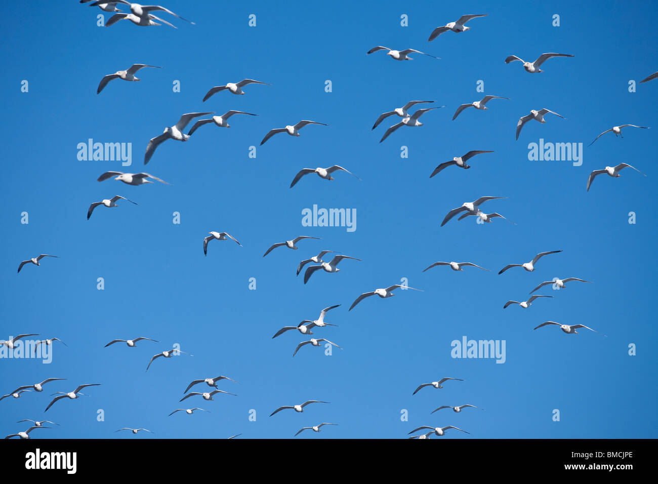 Flying flock of gulls hi-res stock photography and images - Alamy